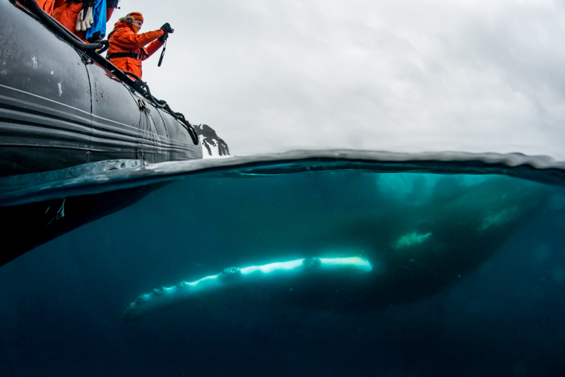 Seeing Humpback Whales in Antarctica Seeing Humpback Whales in Antarctica